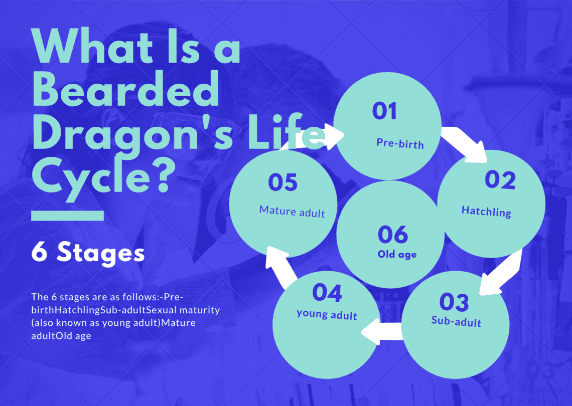 What Is a Bearded Dragon’s Life Cycle? Explained | MyPetCareJoy