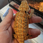 What Is A Fancy Bearded Dragon? Explained | MyPetCareJoy