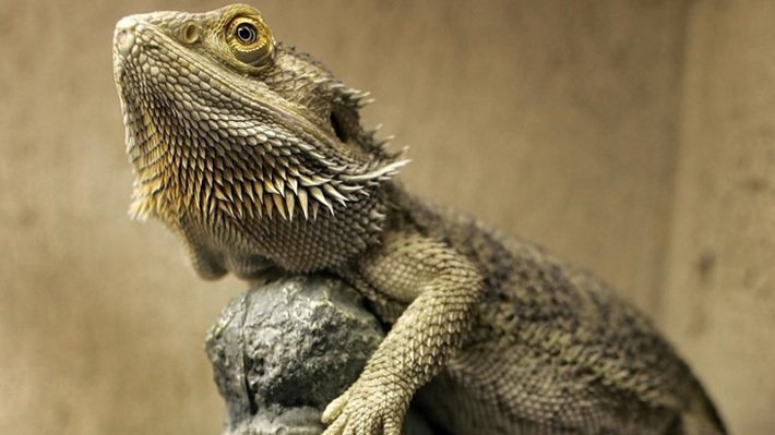 8 Best Basking Rock For Bearded Dragons | MyPetCareJoy