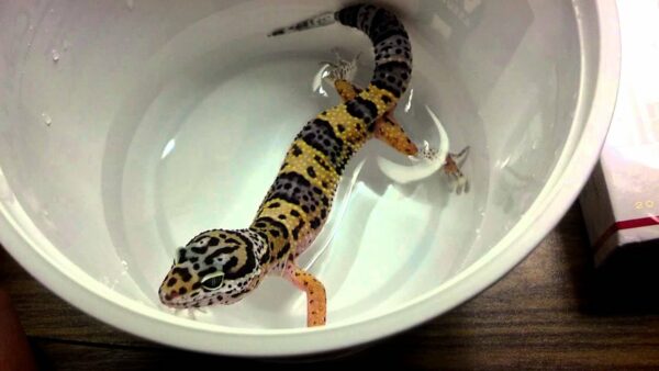 How do I bathe My leopard gecko? | MyPetCareJoy