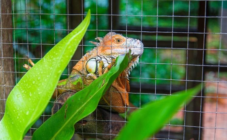 How to Properly Clean an Iguana Cage? | MyPetCareJoy