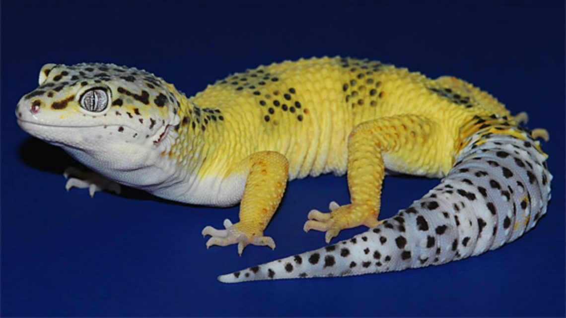 Best 25 Leopard Gecko Morphs | MyPetCareJoy