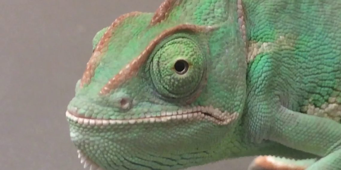 5 Best Ointment For Mouth Rot In Chameleons | MyPetCareJoy