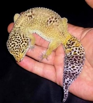 How To Find Out If a Leopard Gecko Is Fat? | MyPetCareJoy