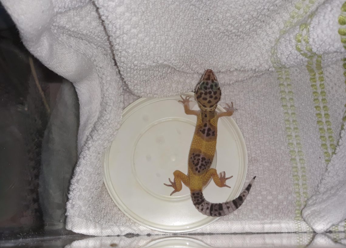 Why is My Leopard Gecko Biting Me? | MyPetCareJoy