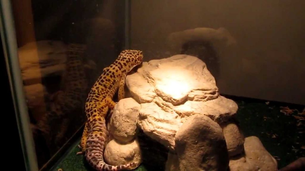 Leopard Gecko heating lamp | MyPetCareJoy