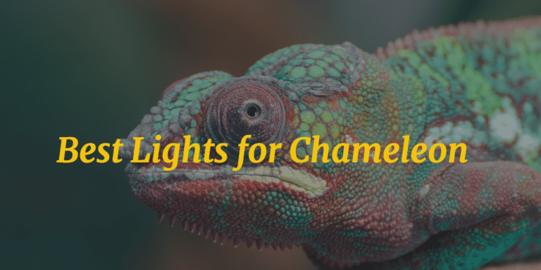 Best 7 Lights for Chameleon in 2021 | MyPetCareJoy