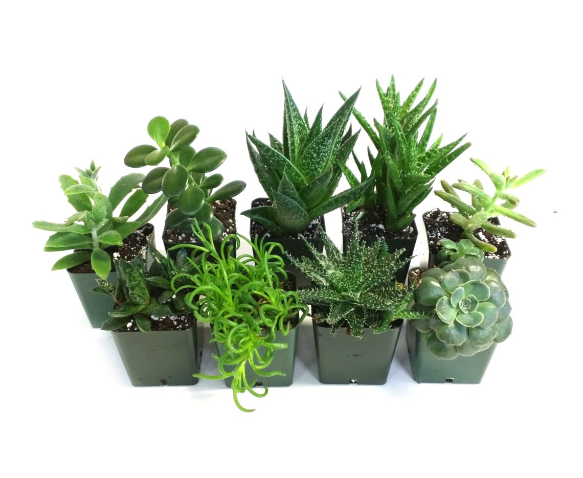 Best 5 Safe Plants For Leopard Geckos for 2025 | MyPetCareJoy