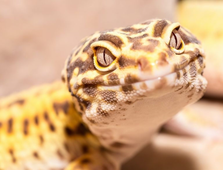 Why Does My Leopard Gecko Stare at Me? | MyPetCareJoy