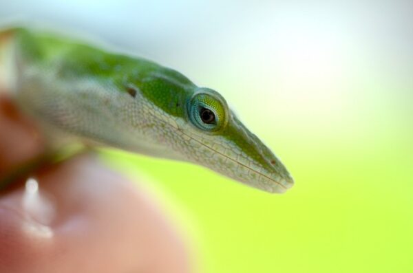 A Guide to Caring for the Green Anole | MyPetCareJoy