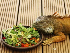 5 Best Iguana Food and Water Dish | MyPetCareJoy