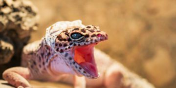 Why my Leopard Gecko Is Aggressive? | MyPetCareJoy