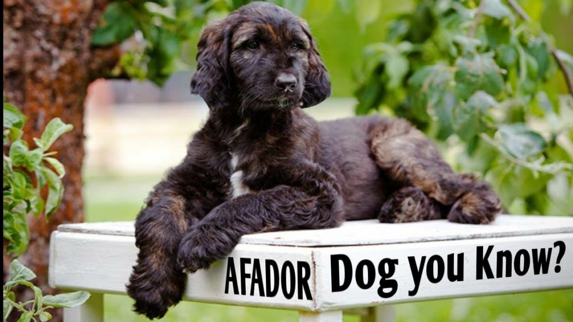 Afador Dog: Everything You Need To Know | MyPetCareJoy