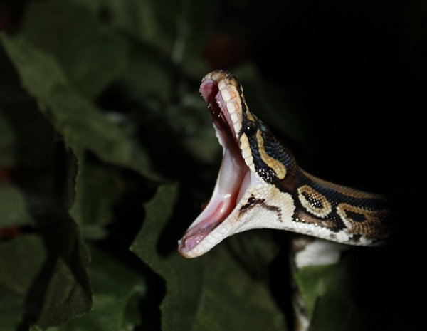 Ball Python Bite 101: Causes, Treatment and Do They Hurt | MyPetCareJoy