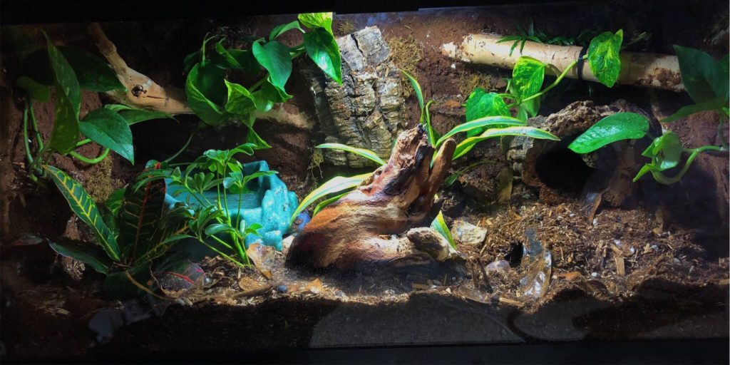 How Big Tank Does A Ball Python Need? | MyPetCareJoy