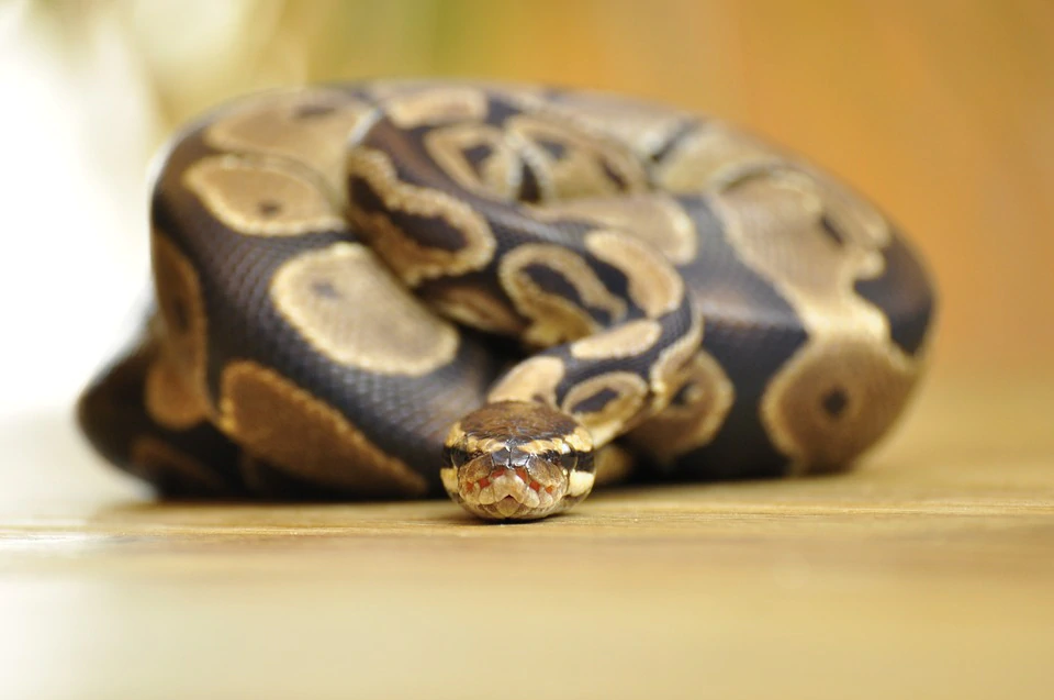 Care A Ball Python Guide | MyPetCareJoy