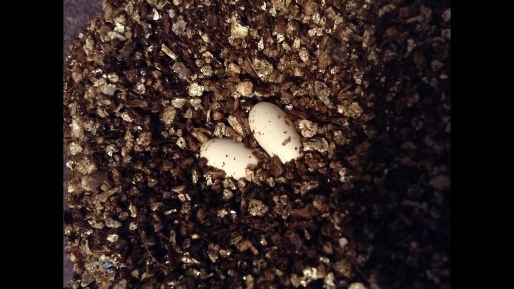 Do Crested Geckos Burrow? | MyPetCareJoy