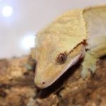 Do Crested Geckos Burrow? | MyPetCareJoy