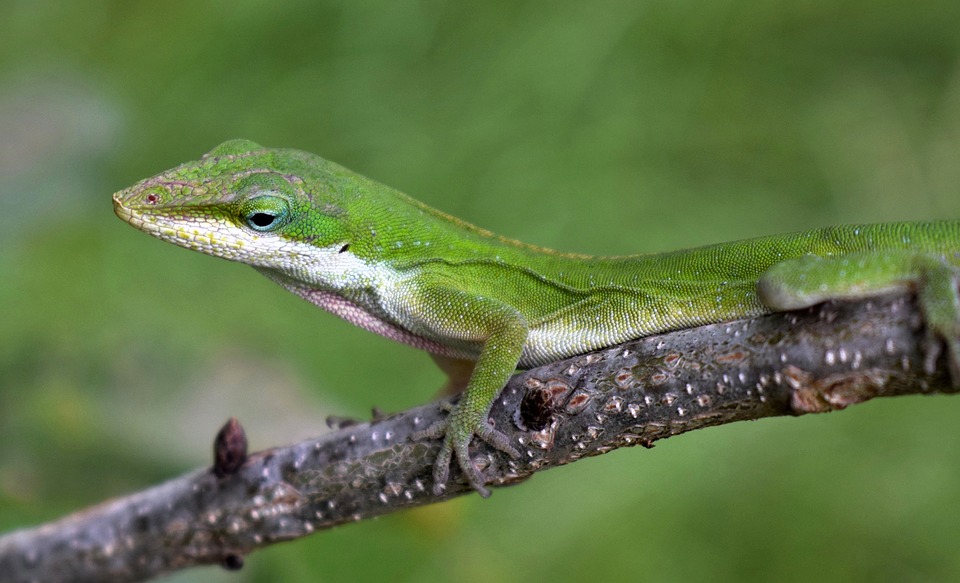 Why Do Green Anoles Climb Trees? | MyPetCareJoy