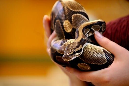 How To Pick Up A Ball Python First Time | MyPetCareJoy