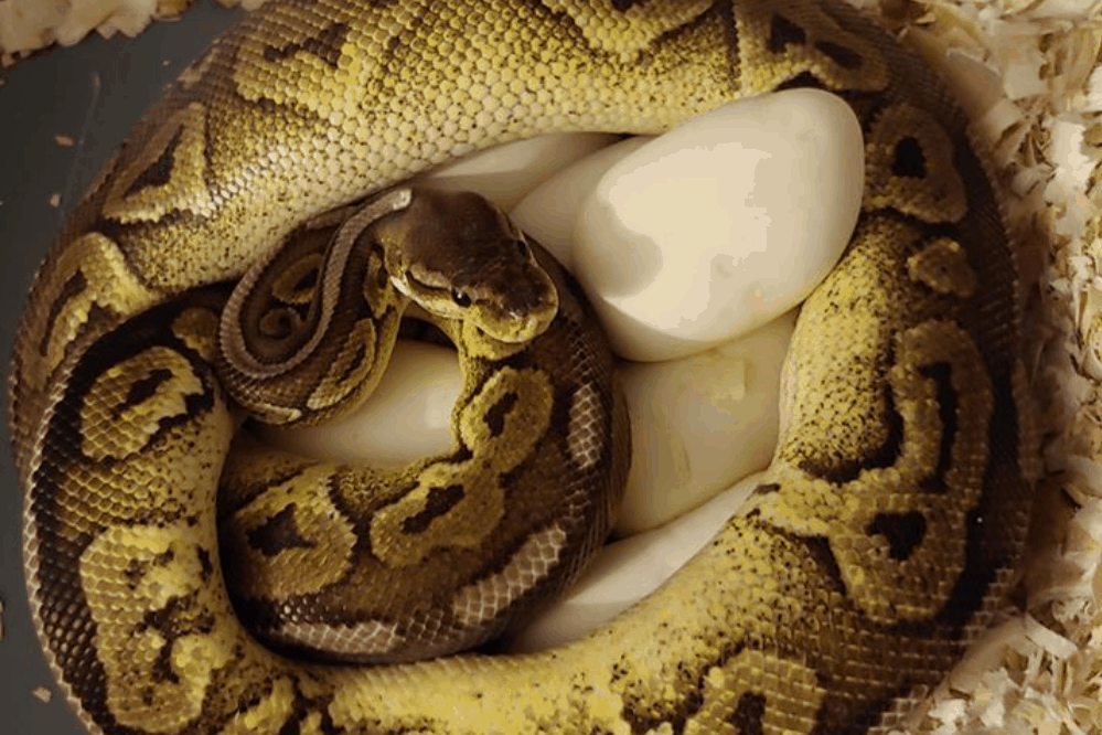 How to Incubate Ball Python Eggs? | MyPetCareJoy
