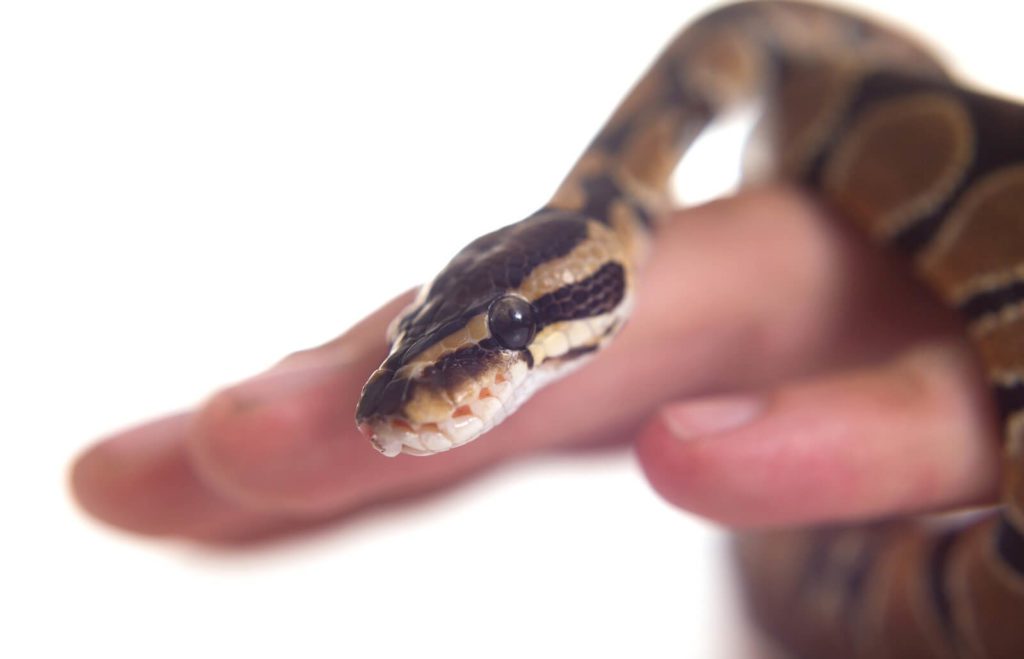 How to pick up a ball python | MyPetCareJoy