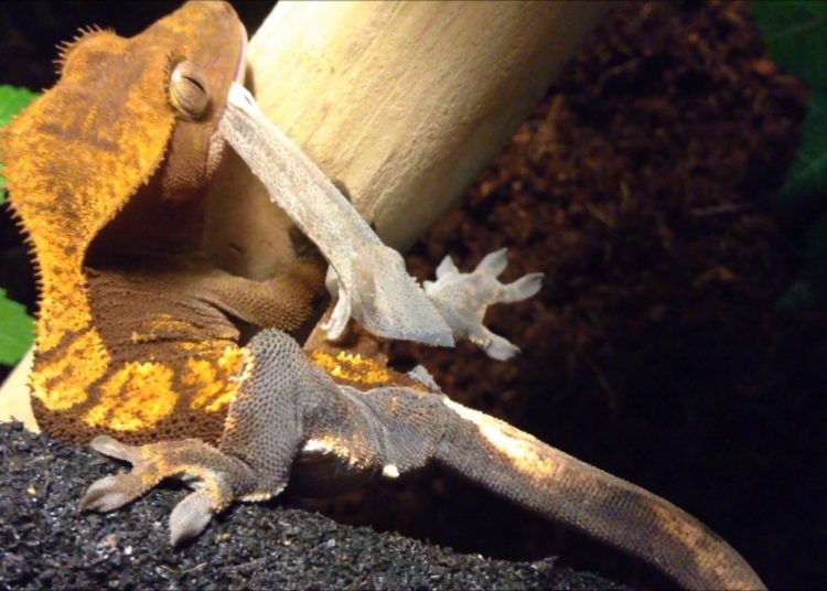 How to Travel with a Leopard Gecko in the Winter? | MyPetCareJoy