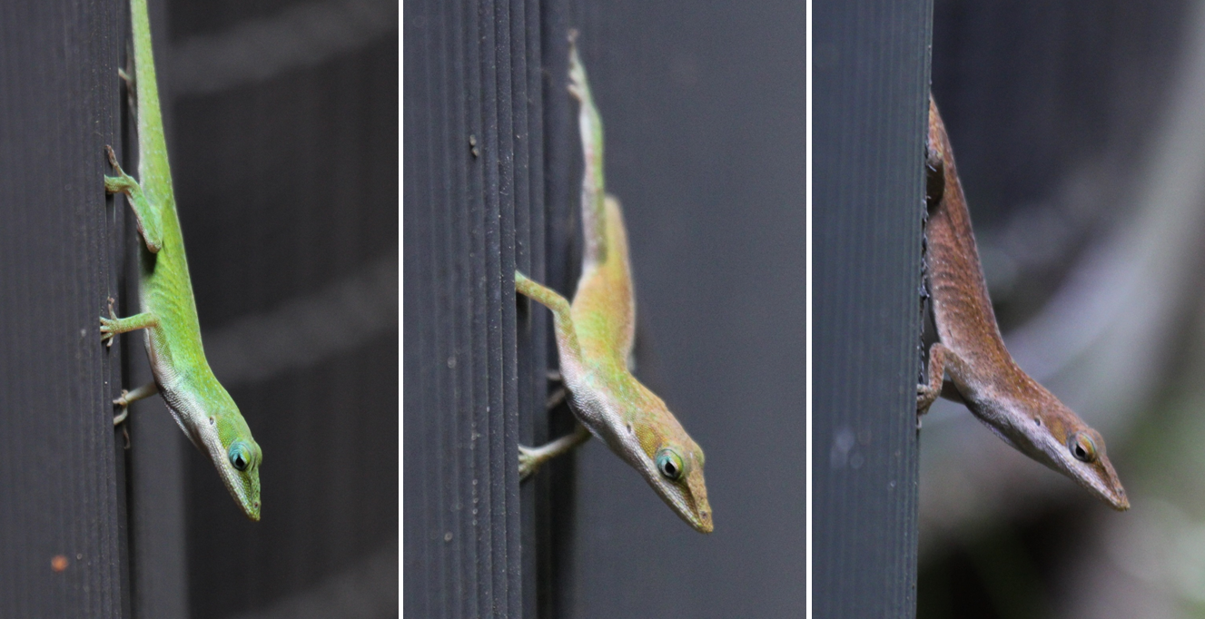 Why Do Anole Change Color? | MyPetCareJoy