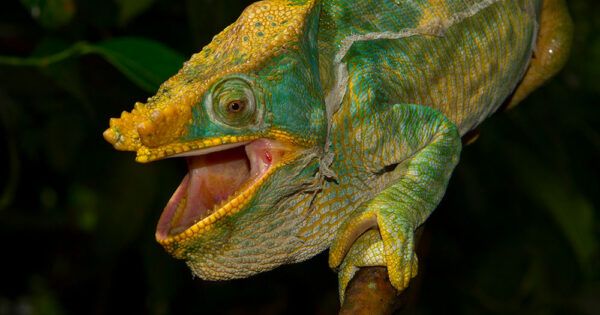 Why Do Chameleons Hiss | MyPetCareJoy