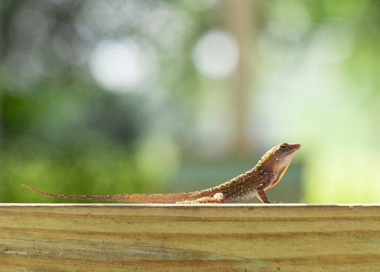 Best Foods For Anole – What Do Anoles Eat? | MyPetCareJoy