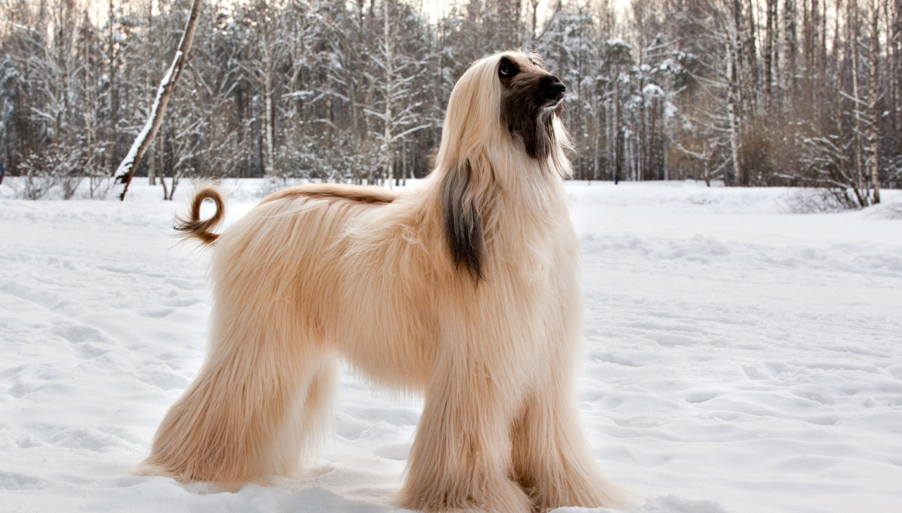 Are Afghan Hounds Good Guard Dogs? | MyPetCareJoy