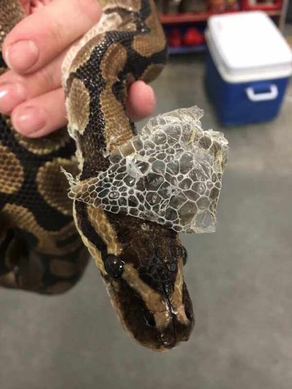 Ball Python Shedding-Behaviour | MyPetCareJoy