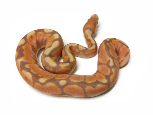 Can Ball Pythons Eat Chicken? | MyPetCareJoy