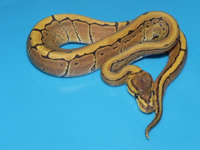 Can Ball Pythons Eat Fish? | MyPetCareJoy
