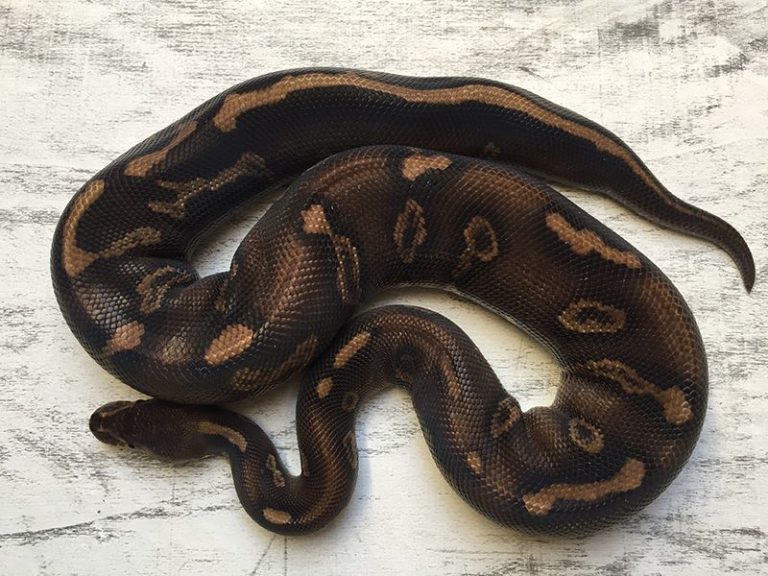 Best 11 Ball Python Morphs (Complete Guide) | MyPetCareJoy