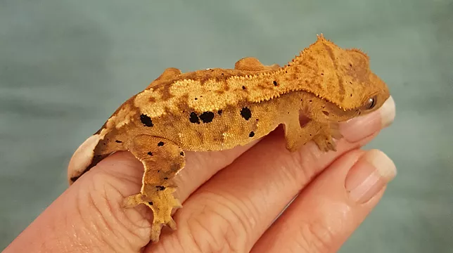 Can Crested Geckos Eat Oranges? | MyPetCareJoy