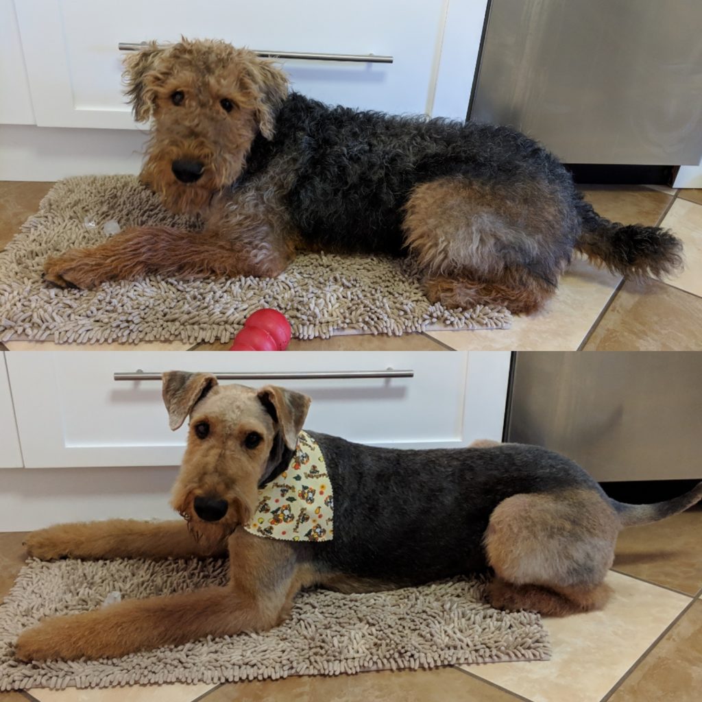 How To Groom Airedale Terrier? | MyPetCareJoy