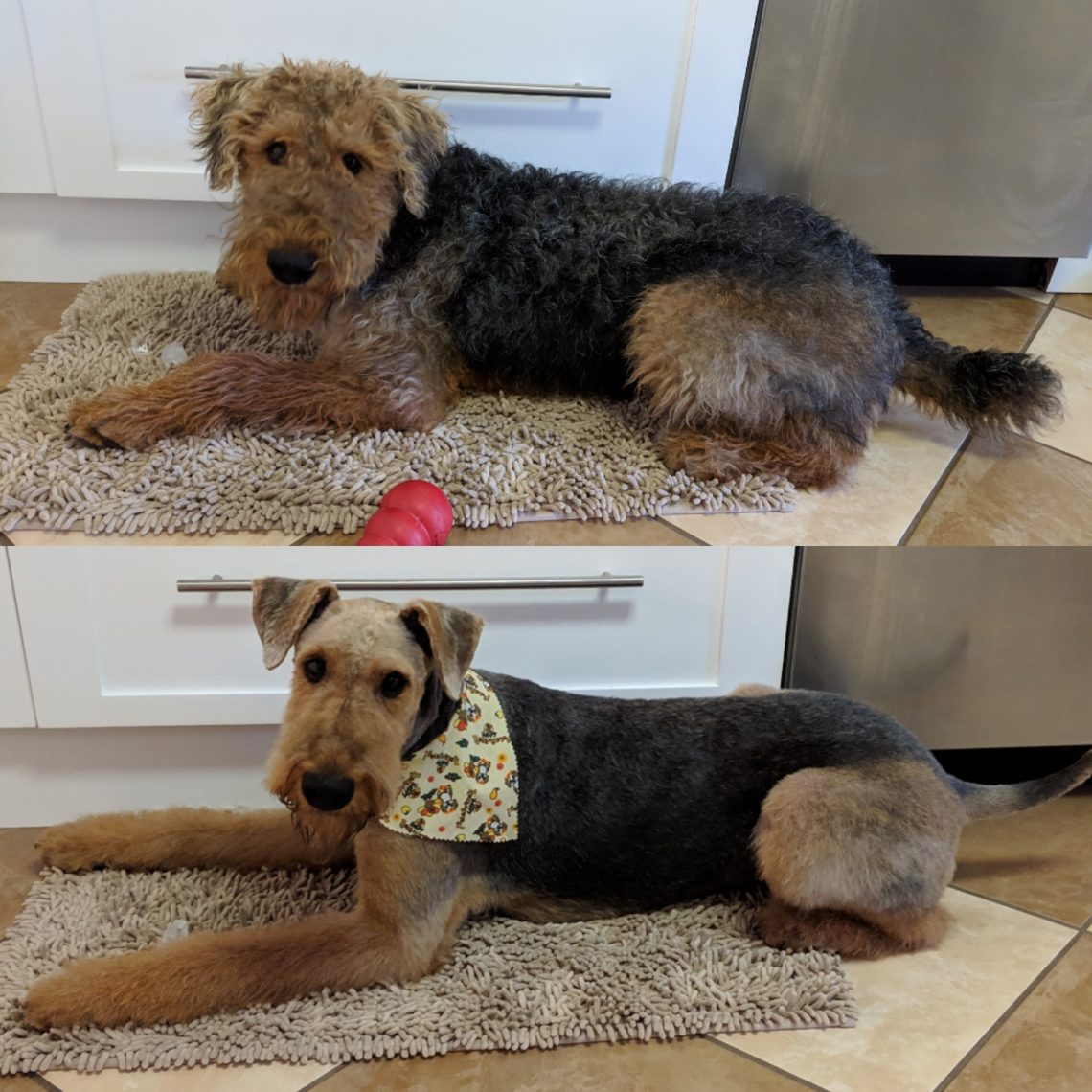 How To Groom Airedale Terrier? | MyPetCareJoy