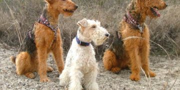 How To Groom Airedale Terrier? | MyPetCareJoy