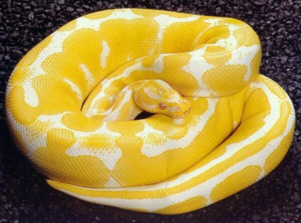 How To Tell Age Of Ball Python? | MyPetCareJoy