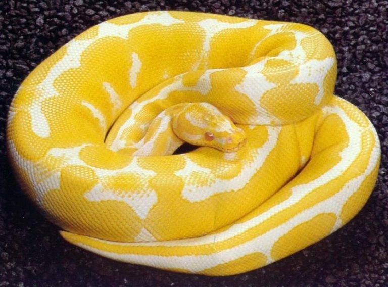 How To Tell Age Of Ball Python? | MyPetCareJoy