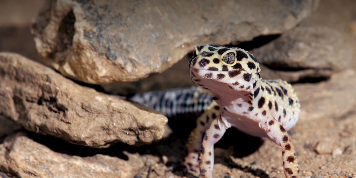 Why does my leopard gecko climb the tank? | MyPetCareJoy