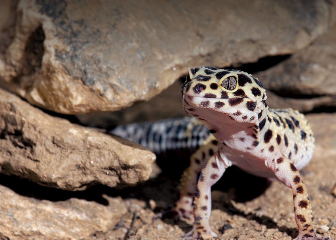 7 Best Pet Gecko Types for Beginners | MyPetCareJoy