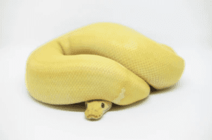 Stress In Ball Pythons And How To Prevent It | MyPetCareJoy