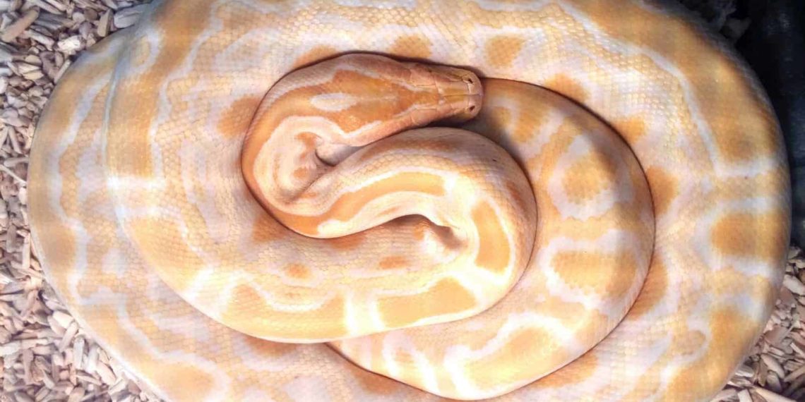 Ball Python Striking At Glass | MyPetCareJoy