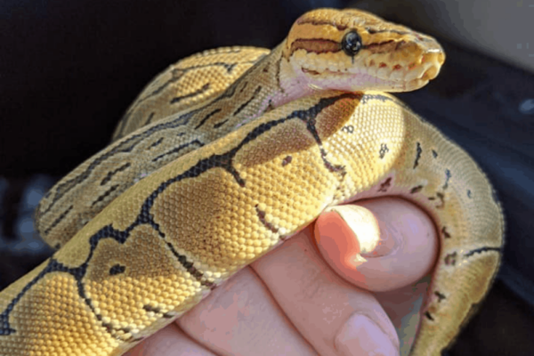 Why Is My Ball Python Wheezing? | MyPetCareJoy