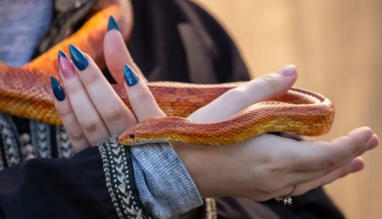How To Tame A Corn Snake? | MyPetCareJoy
