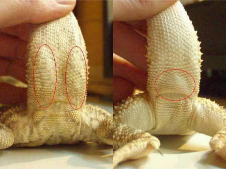 Male vs Female Bearded Dragon Comparison | MyPetCareJoy