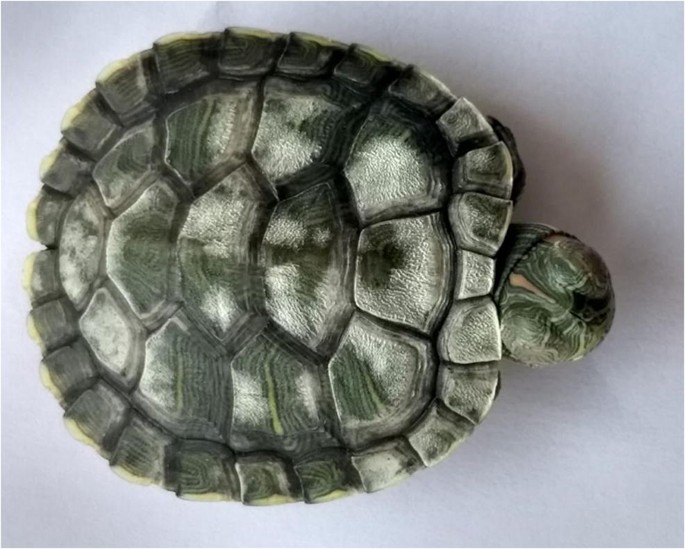 Turtle Shell Rot Symptoms, Causes and Treatments | MyPetCareJoy