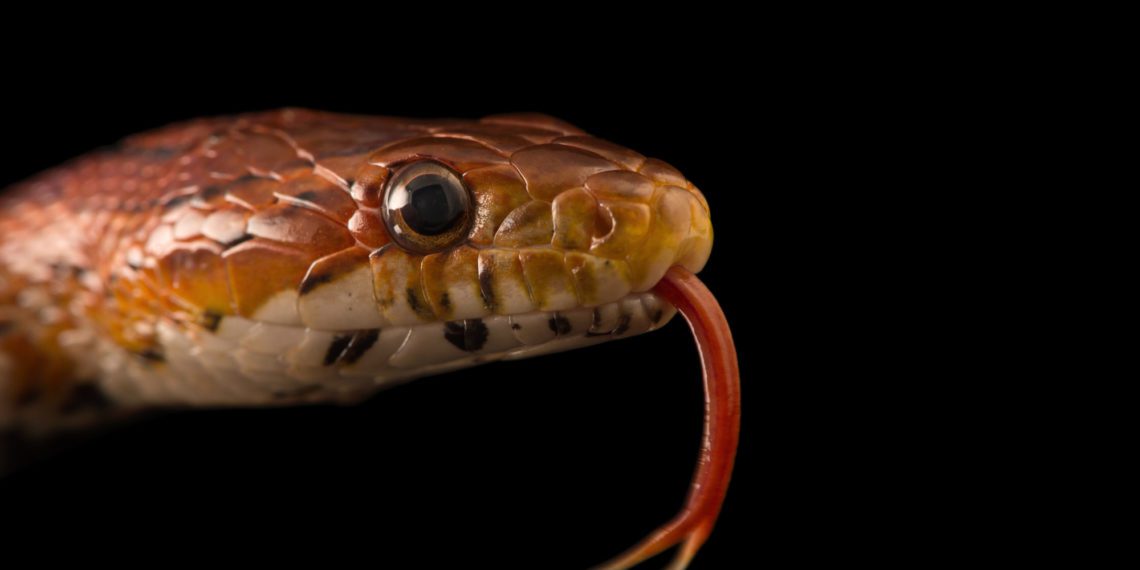 Are Corn Snakes Poisonous? Things to Know | MyPetCareJoy